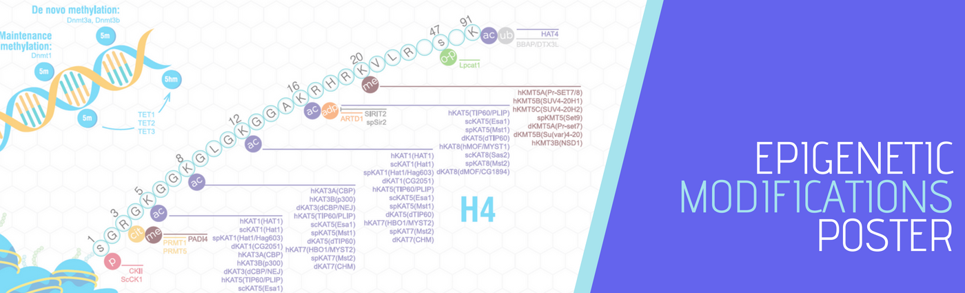 Epigenetic modifications poster