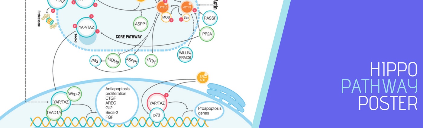 Hippo Pathway Poster